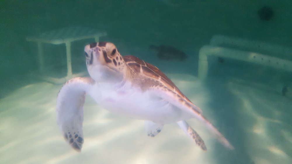 Things to do in South Padre Island | SPI•TX